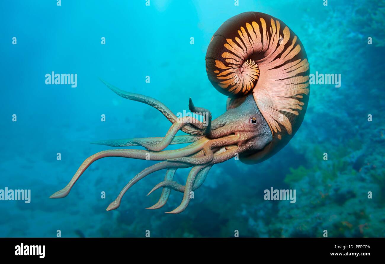 Ammonoid hi-res stock photography and images - Alamy