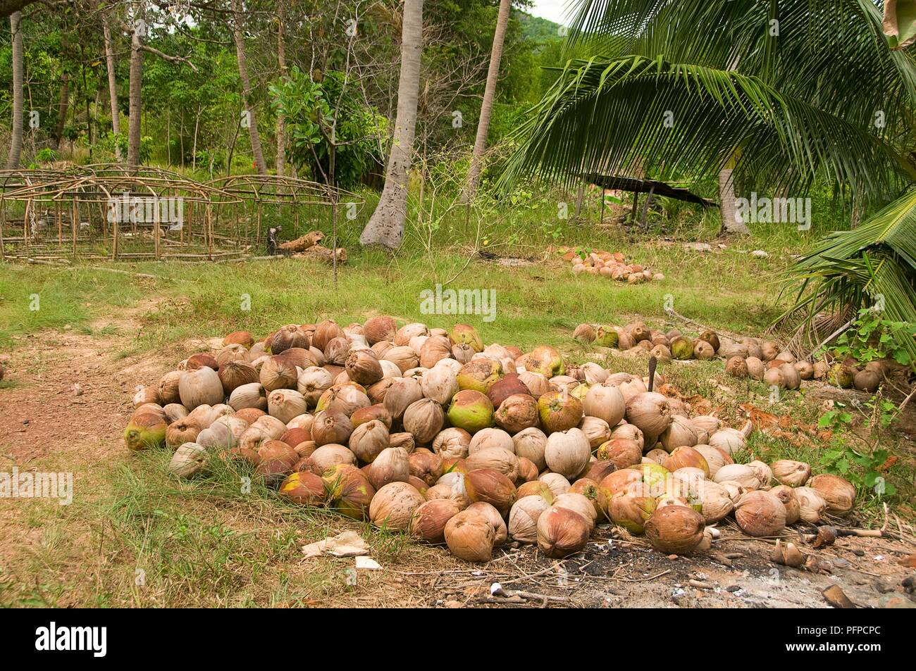 Thailand, Ko Jam (Ko Pu), coconut crop at a plantation Stock Photo - Alamy