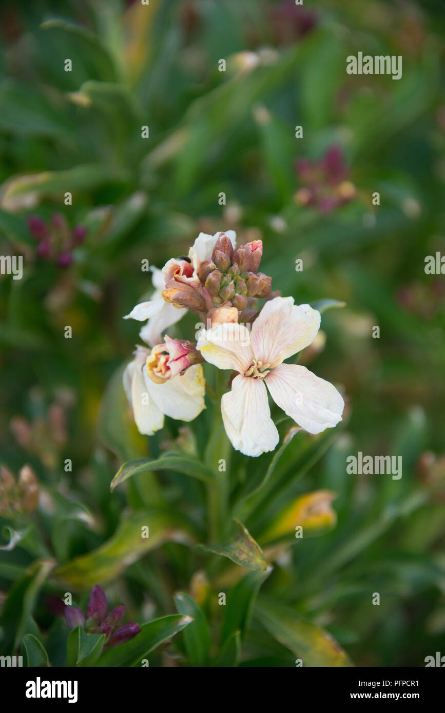 Cheiranthus Sunset Apricot Stock Photo - Alamy