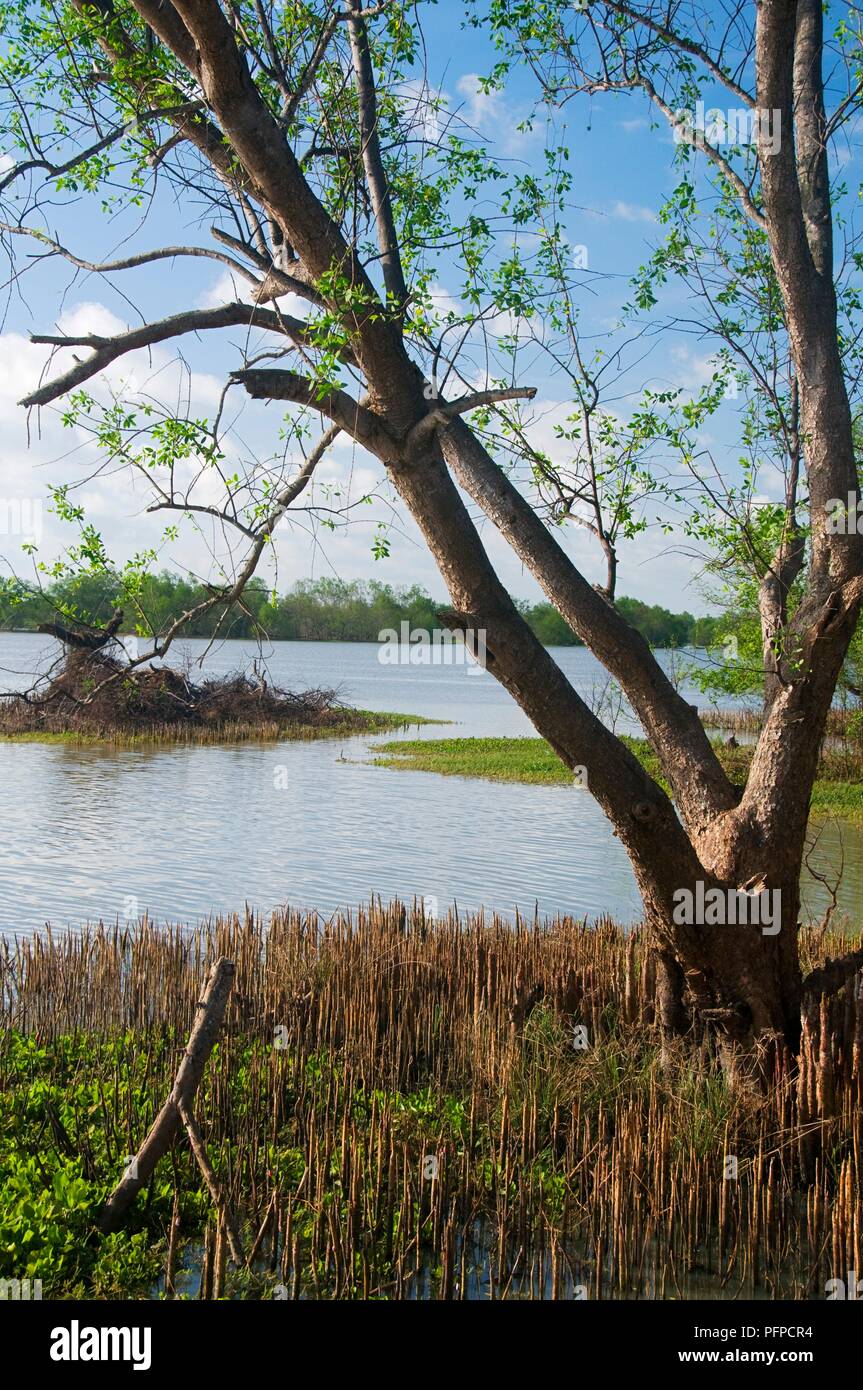 Thailand, Khu Khut Waterfowl Park, view of tree and lake Stock Photo ...
