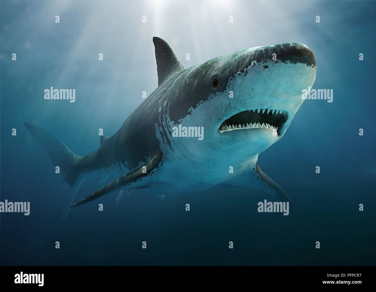 Prehistoric shark hi-res stock photography and images - Alamy