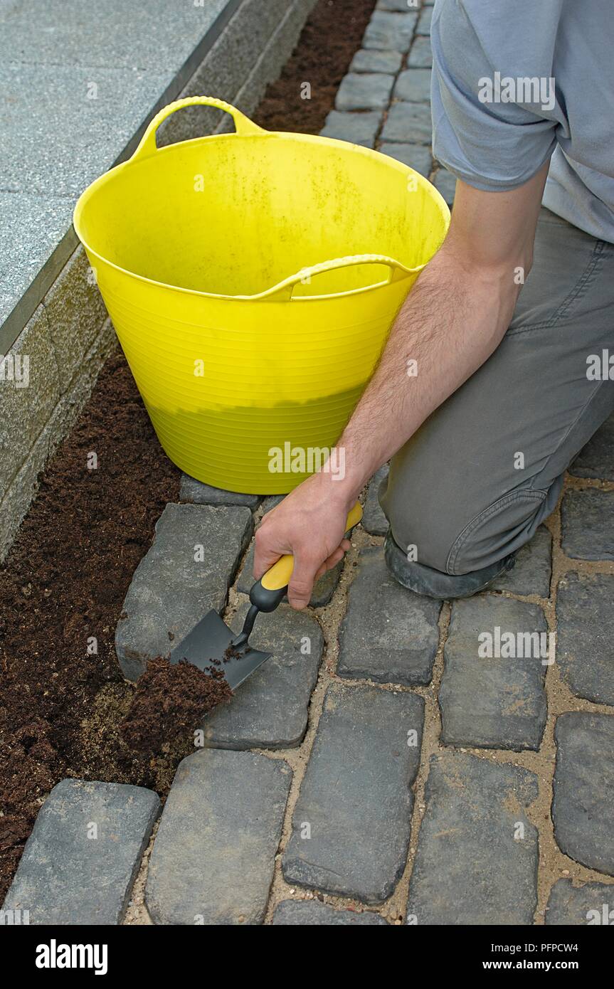 Man placing loam-based potting compost in hole between paving blocks ...