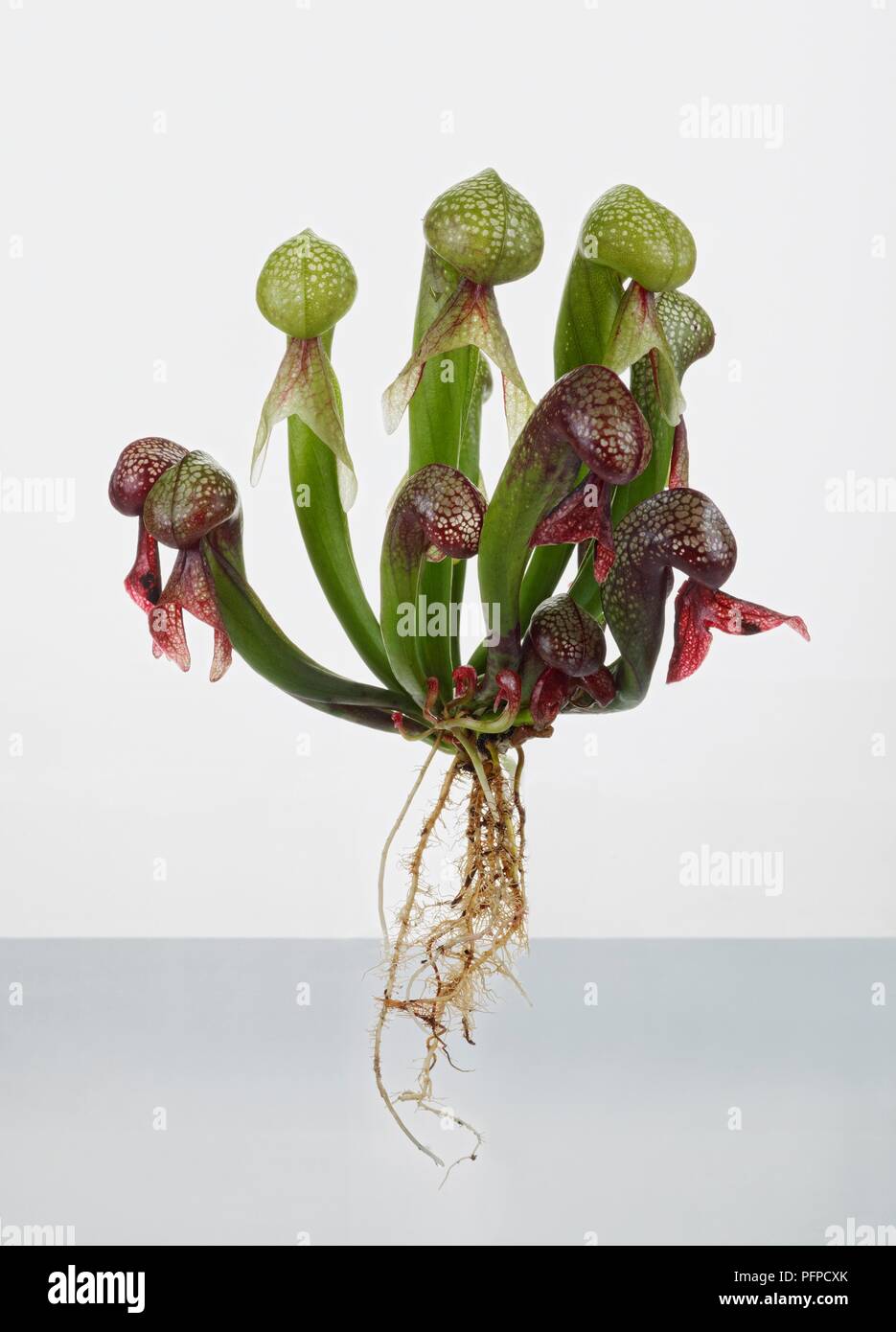 Darlingtonia californica (Cobra plant) carnivorous plant showing ...