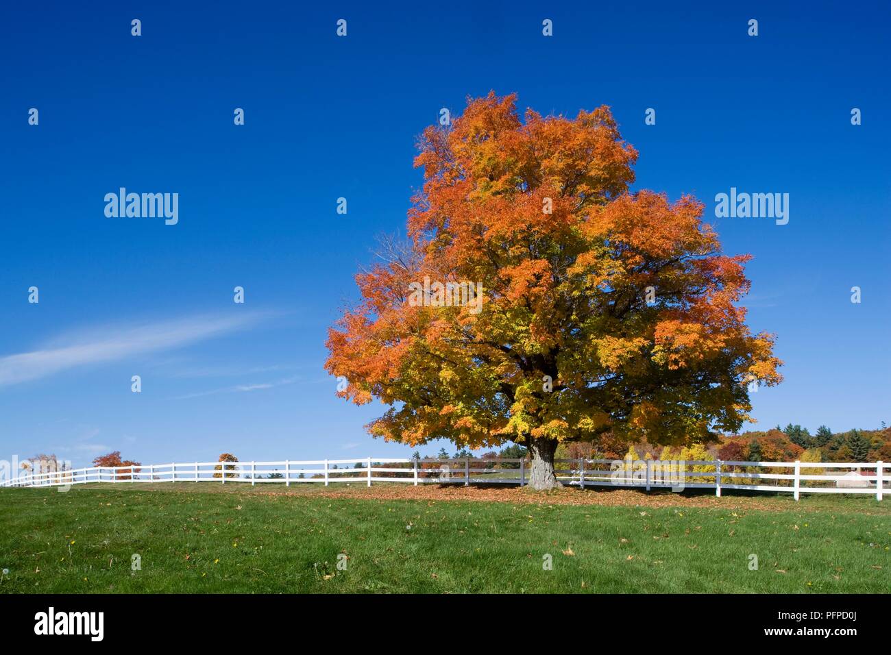 USA, New Hampshire, tree with full autumn foliage in field surrounded ...