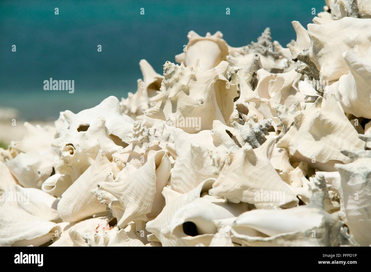 Bonaire Lac Bay Beach High Resolution Stock Photography and Images - Alamy