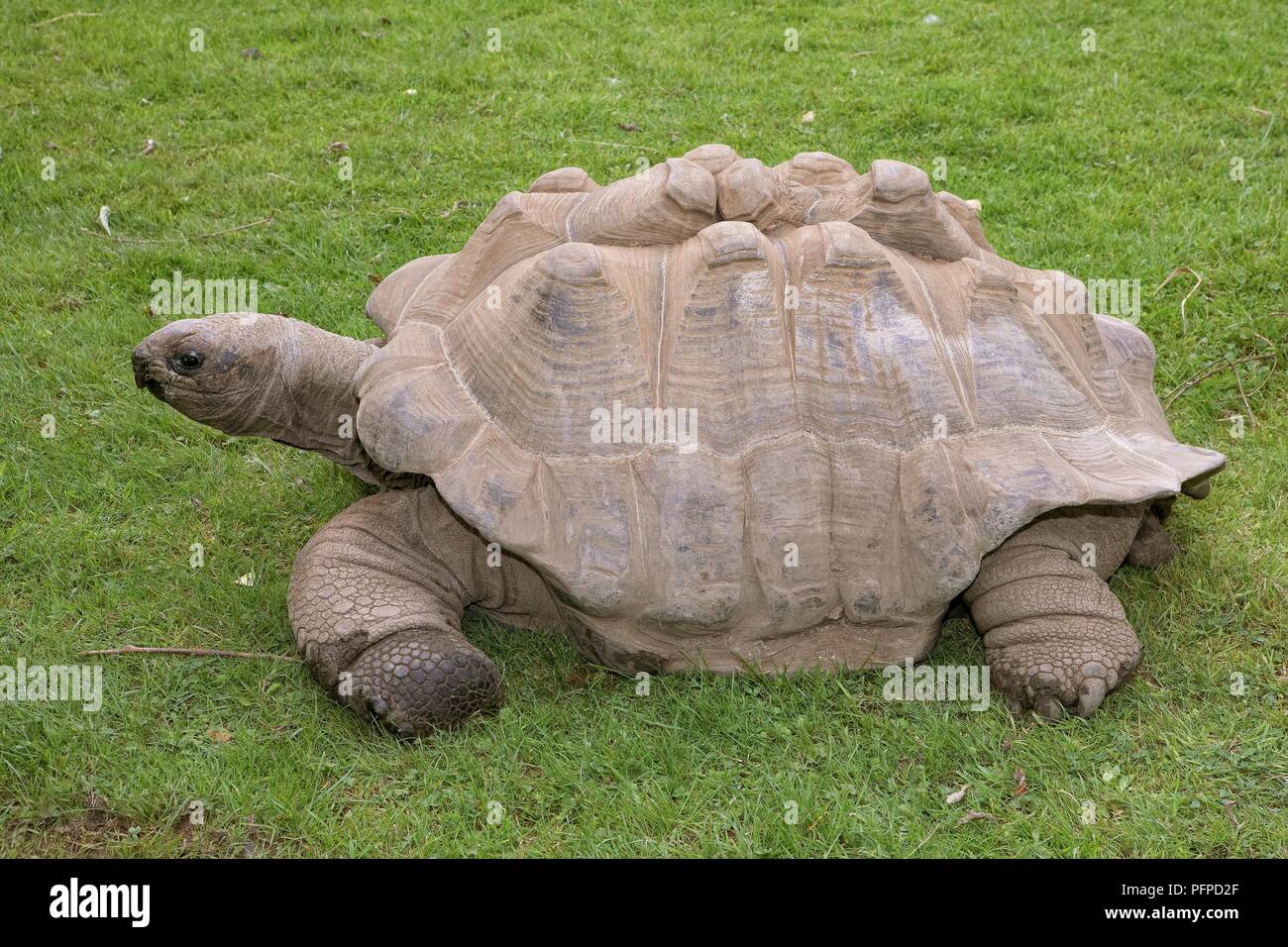 Giant tortoise (Geochelone gigantea), side view Stock Photo - Alamy