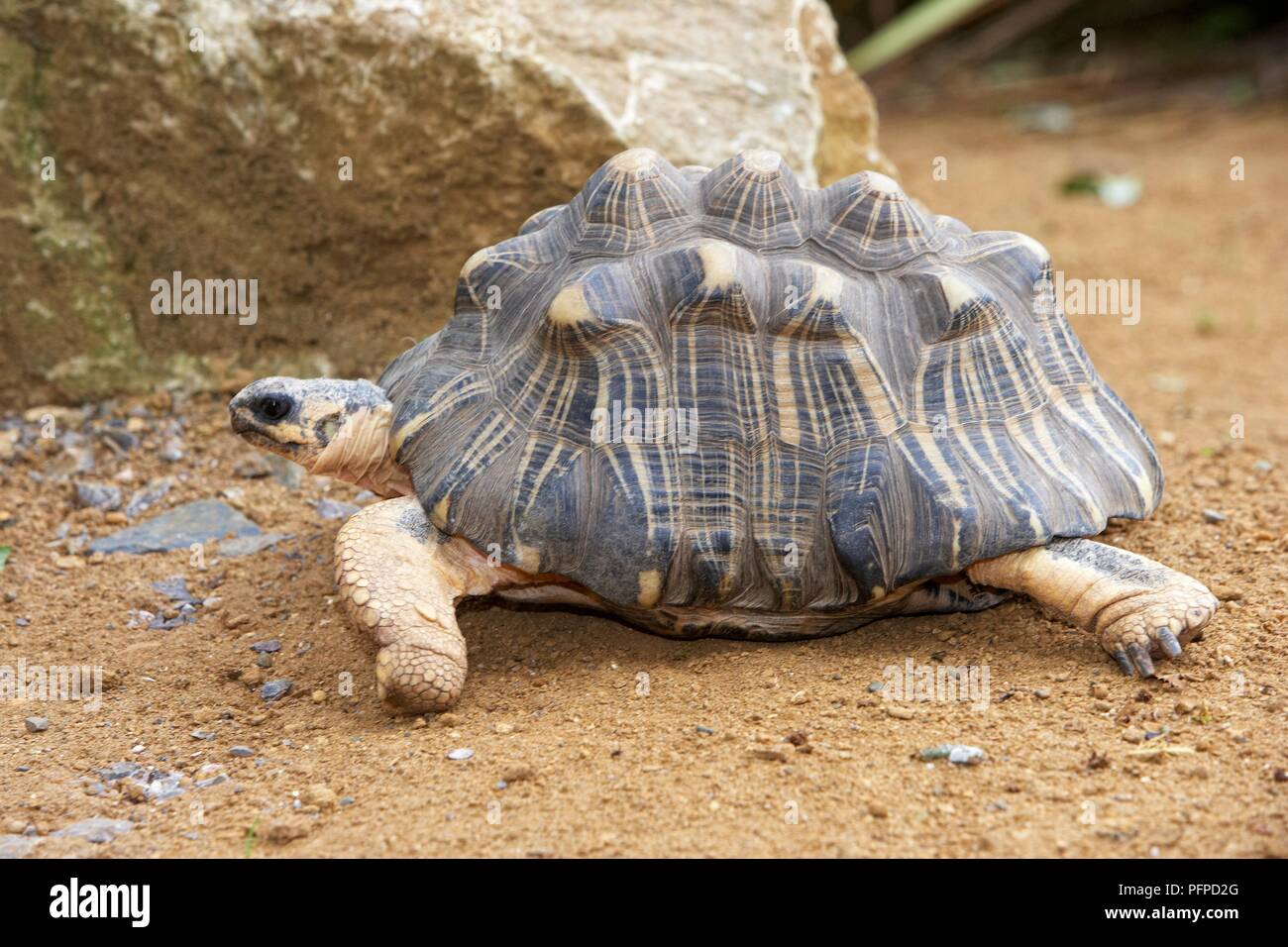 Radiated tortoise (Astrochelys radiata), side view Stock Photo - Alamy