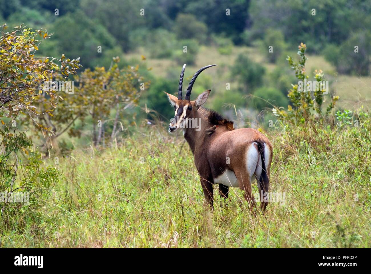 Niger national park hi-res stock photography and images - Alamy