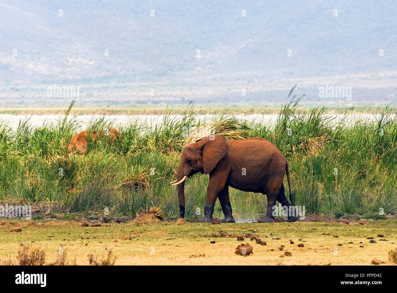 Kenya, Lake Jipe, African elephant (Loxodonta africana) walking along ...