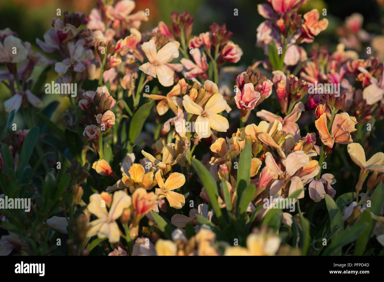 Cheiranthus Sunset Apricot Stock Photo - Alamy