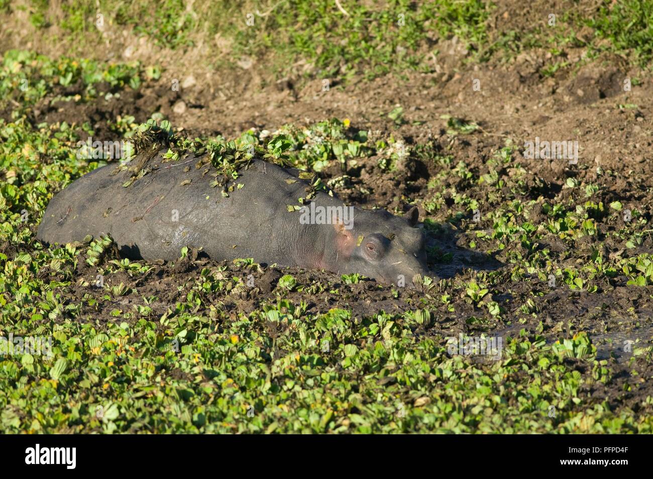 Animals Covered In Mud