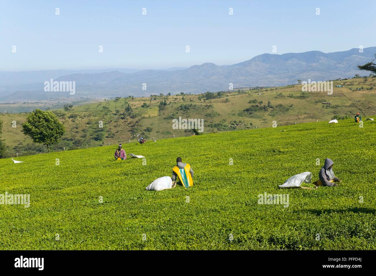 Kenya, near Kericho, tea pickers at work in a tea plantation Stock ...