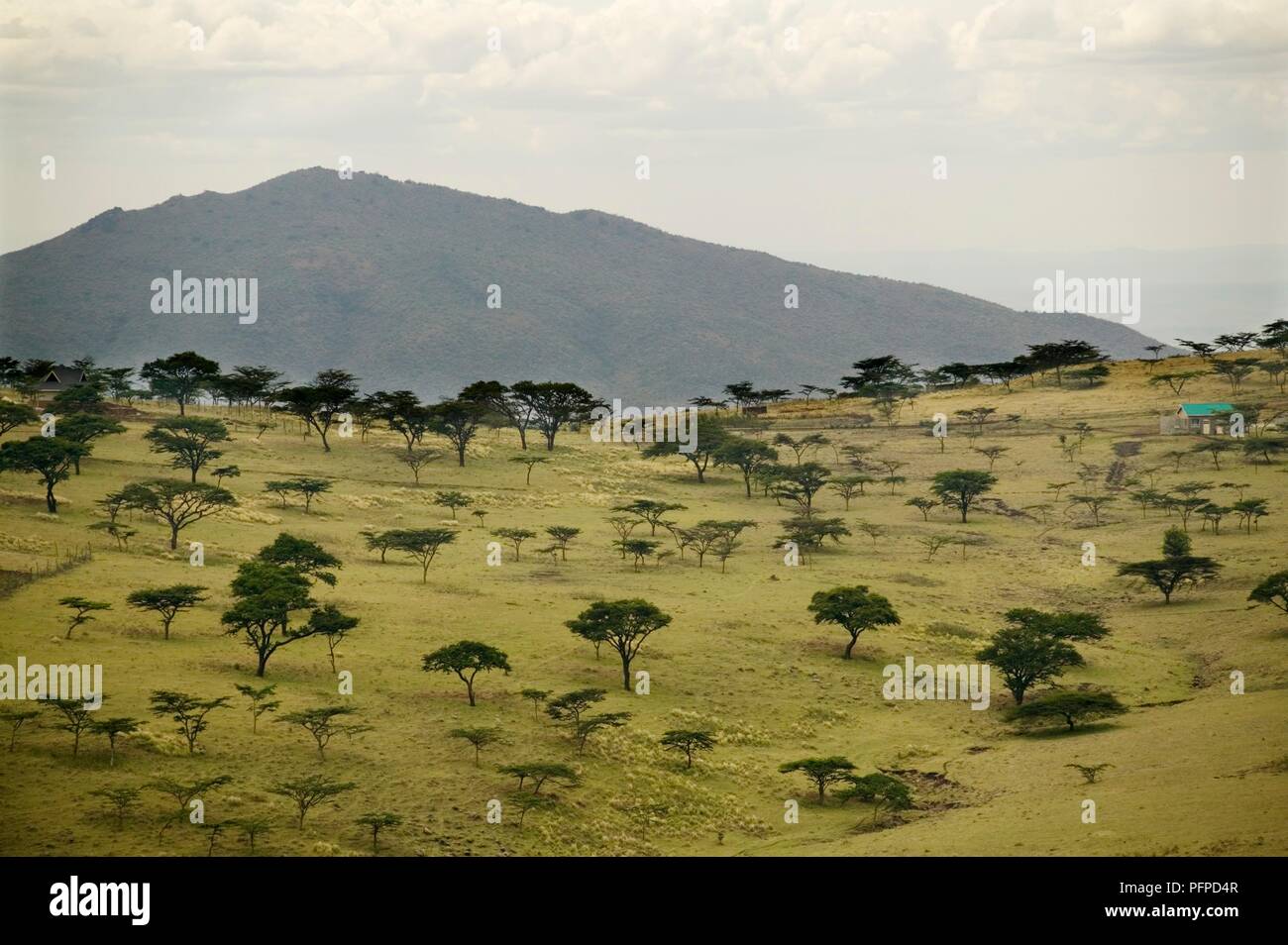 Kenya, Rift Valley, Ngong Hills, near Kiserian, Acacia trees dotted ...