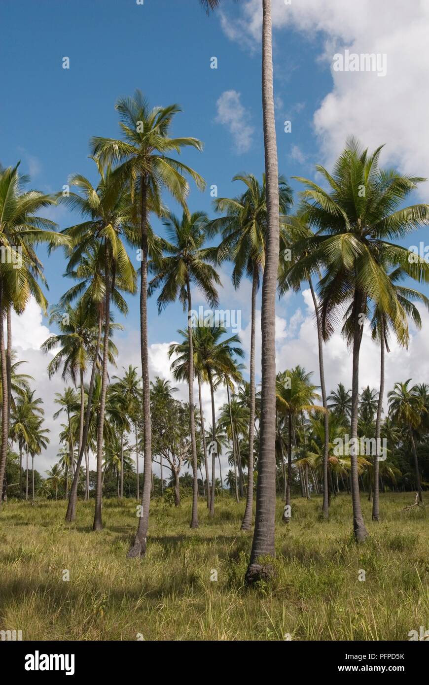 Kenya, Shirazi, palm trees Stock Photo - Alamy