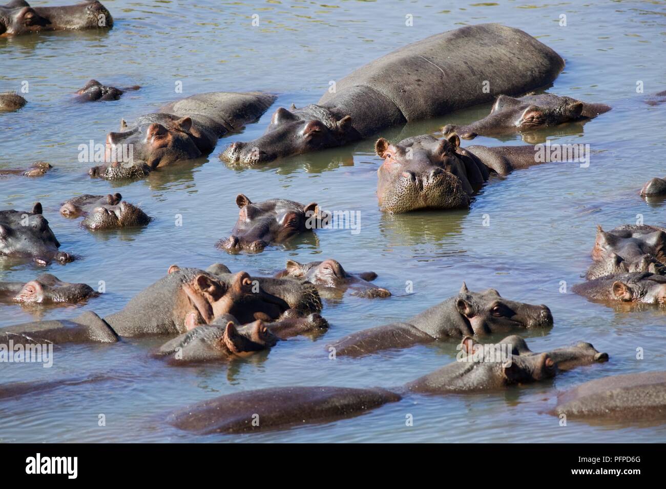 Crowded animals hi-res stock photography and images - Alamy