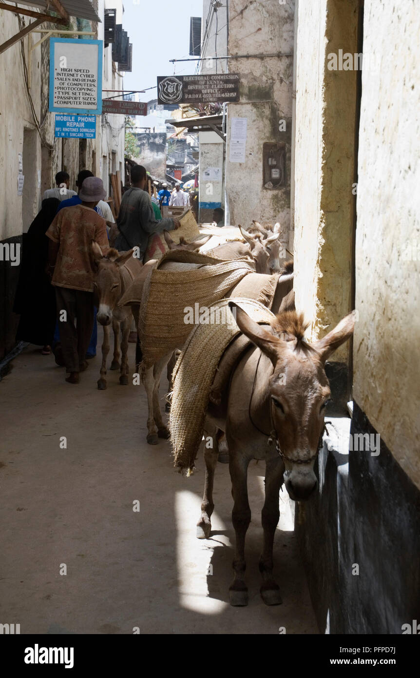 Kenya, Lamu Island, donkeys and people on narrow street in old town ...