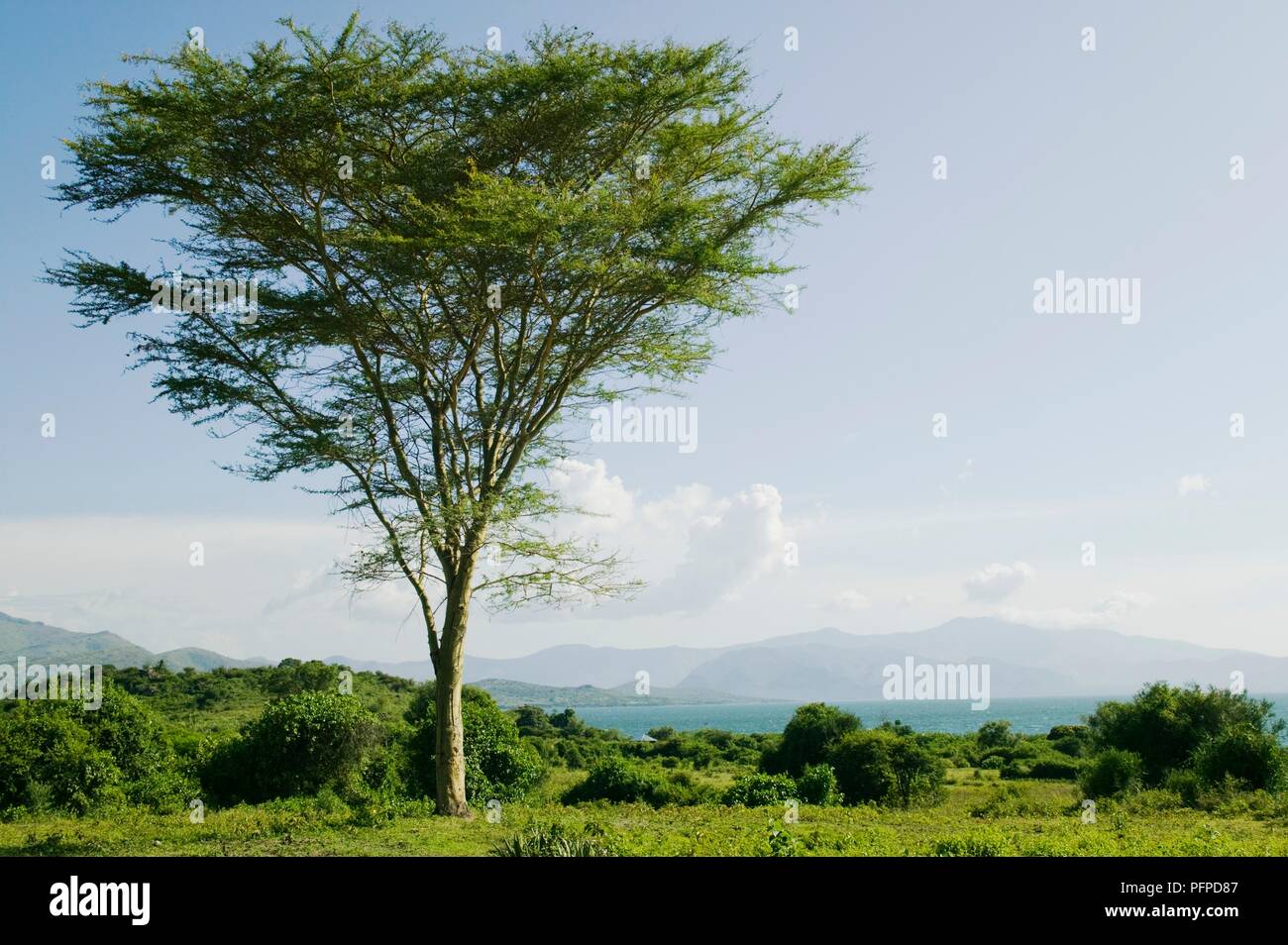 Kenya, Rusinga Island, view of an acacia tree with Lake Victoria in the ...