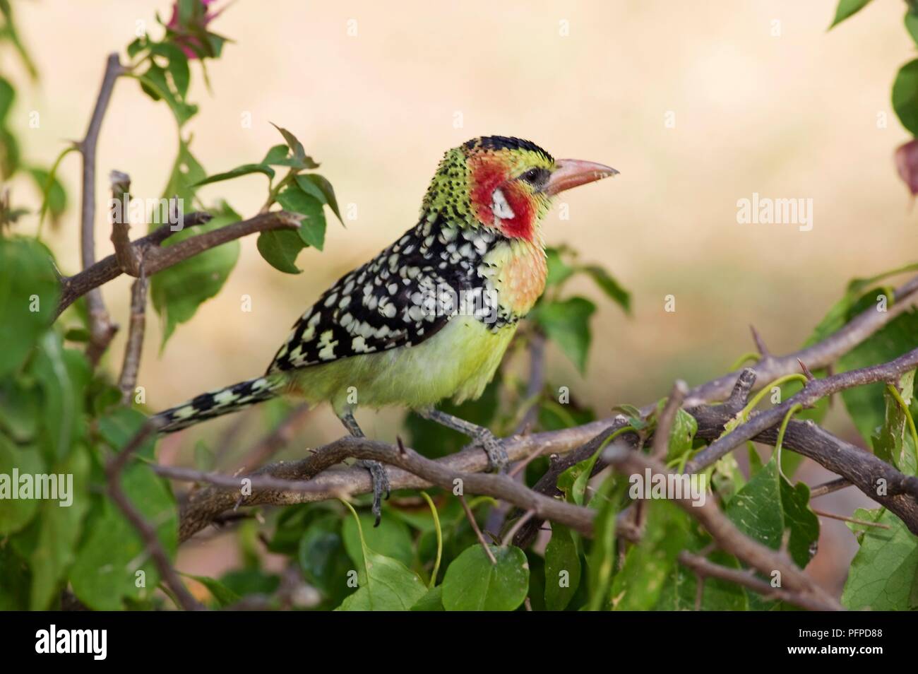 Kenya, Rift Valley, a Red-and-yellow barbet (Trachyphonus ...