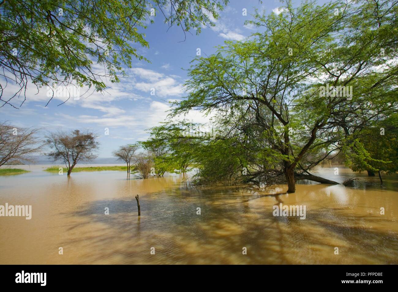 Kenya, Rift Valley, Lake Baringo, flooded shores at Kampi Ya Samaki ...
