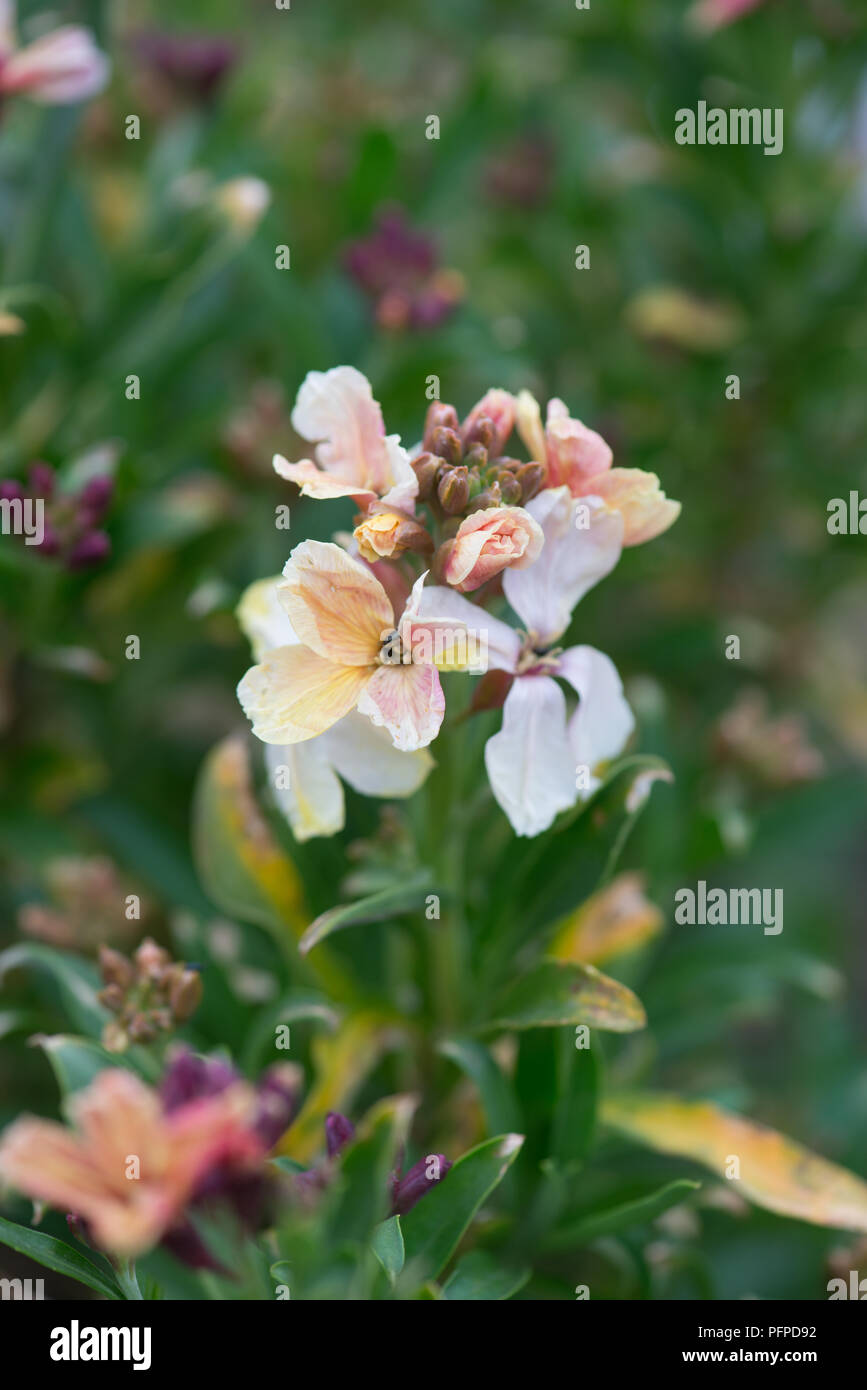 Apricot Sunset - Rezepte Suchen