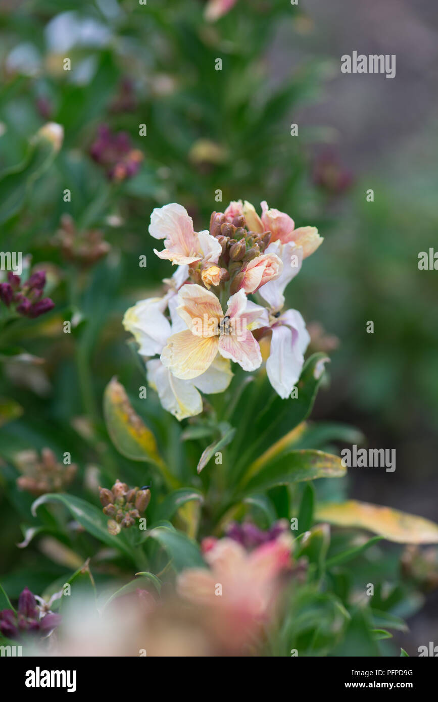 Cheiranthus Sunset Apricot Stock Photo - Alamy