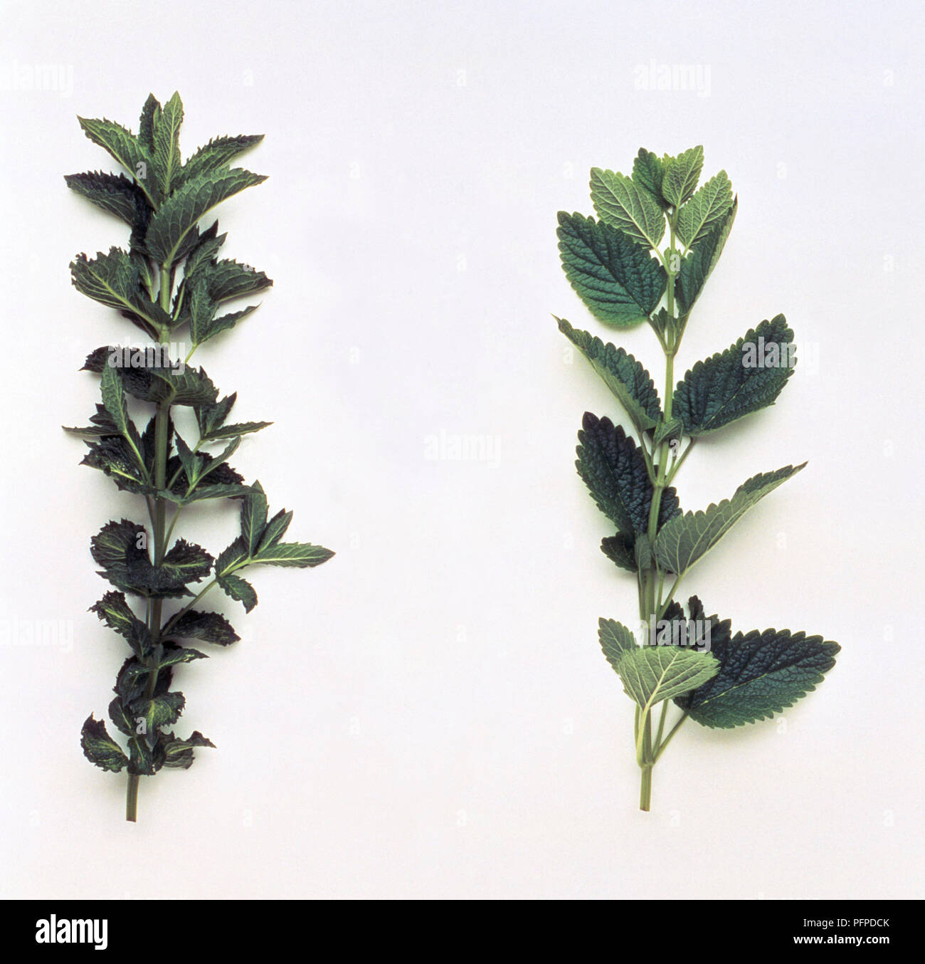 Mentha spicata (Mint), Melissa officinalis (Lemon balm Stock Photo - Alamy