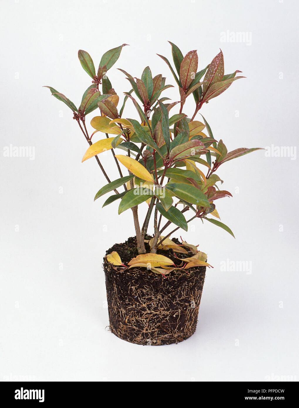 Discoloured white hi-res stock photography and images - Alamy