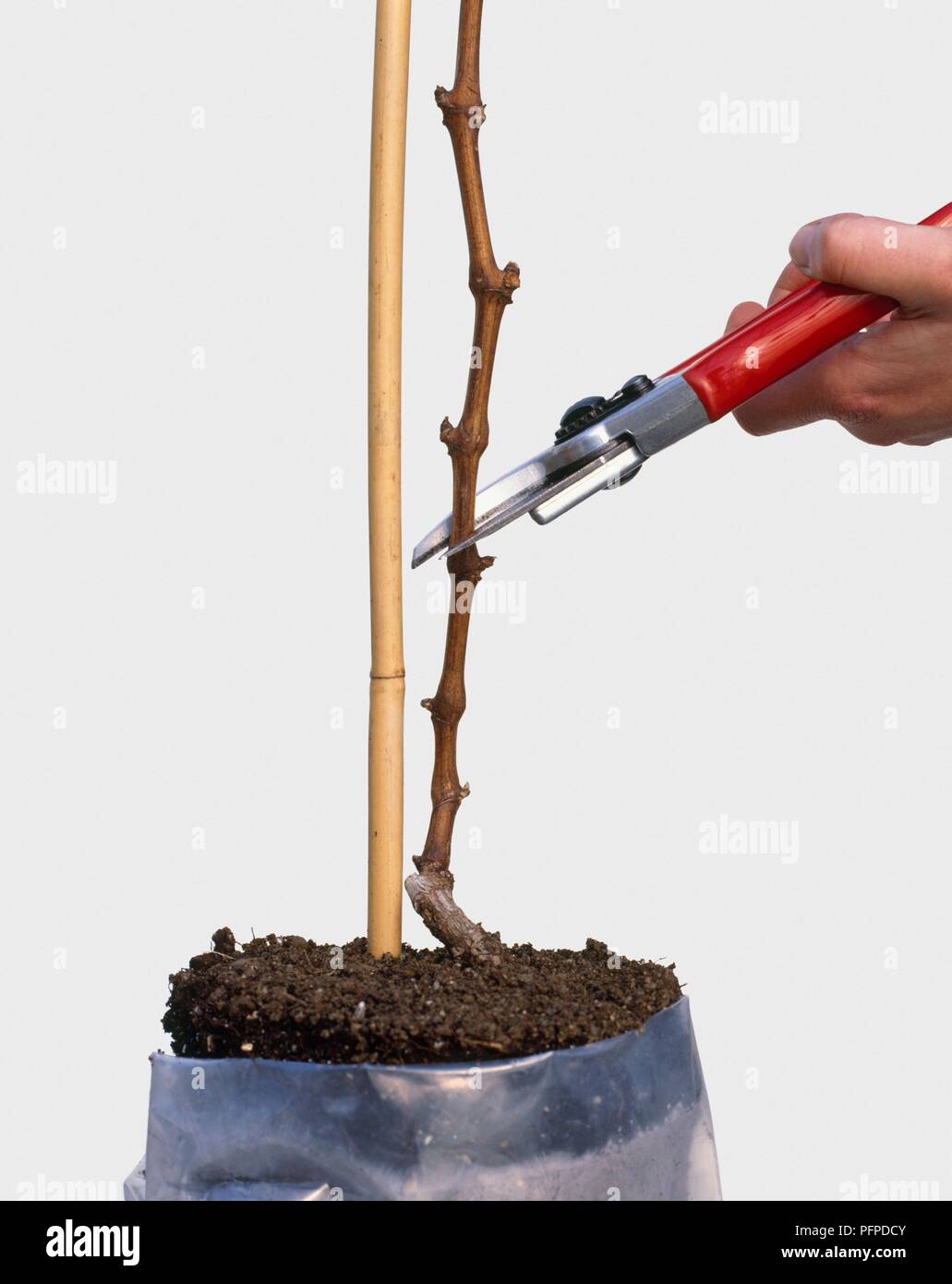 Hand cutting back vine leaving some buds, close-up Stock Photo - Alamy