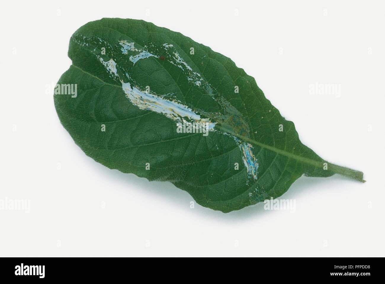 Leaf showing slime trails caused by slugs or snails Stock Photo - Alamy