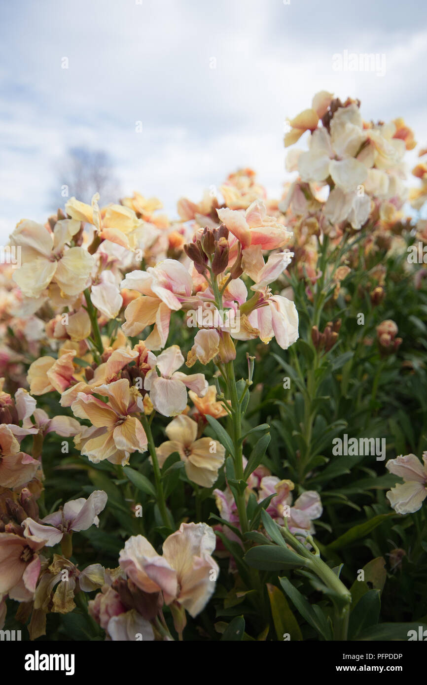 Cheiranthus Sunset Apricot Stock Photo - Alamy