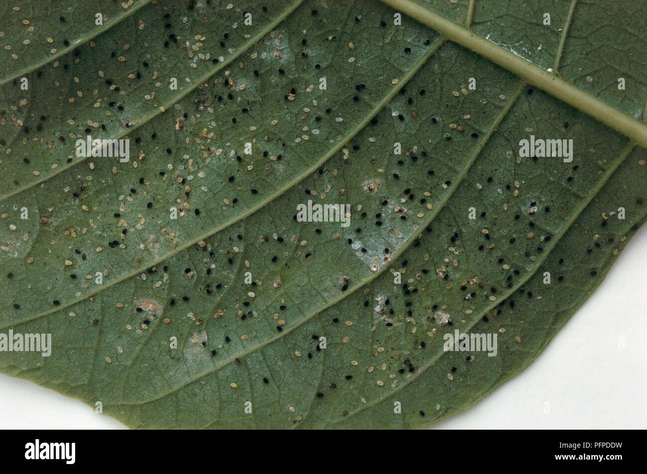 Section of leaf infested with whitefly, close-up Stock Photo - Alamy