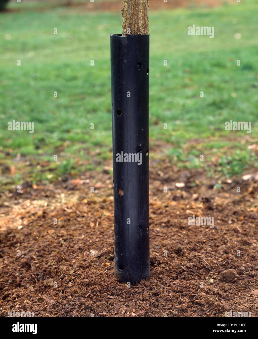 Heavy duty black rubber tube surrounding low section of young tree ...