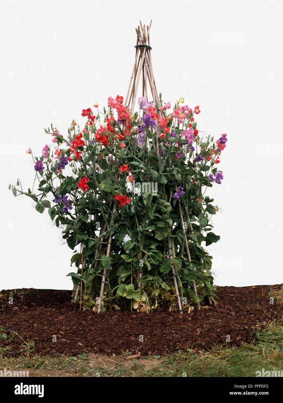 Sweet pea (Lathyrus odoratus) plants supported by wigwam of bamboo ...