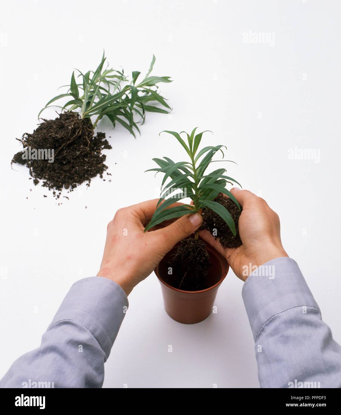 Putting pot rooted cutting into plant pot Stock Photo - Alamy