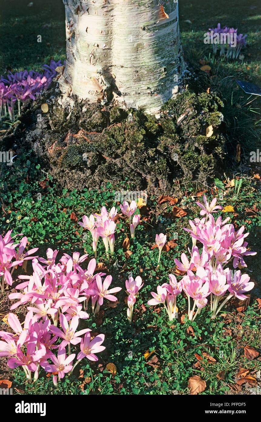 Colchicum byzantinum growing through moss below tree tunk Stock Photo ...