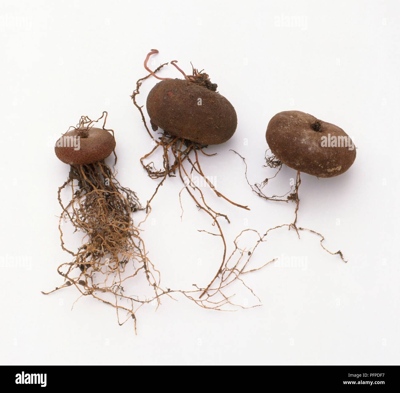 Three muddy Cyclamen hederifolium (Ivy-leaved Cyclamen) corms with good ...