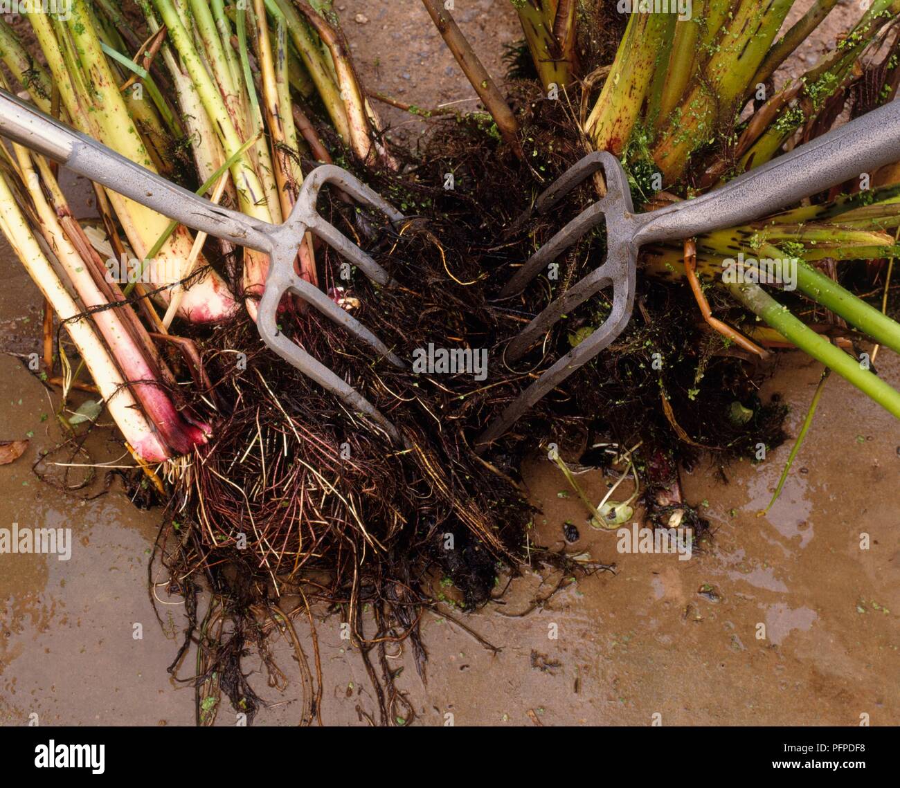 Using two garden forks to divide fibrous rootstocks in muddy soil Stock ...
