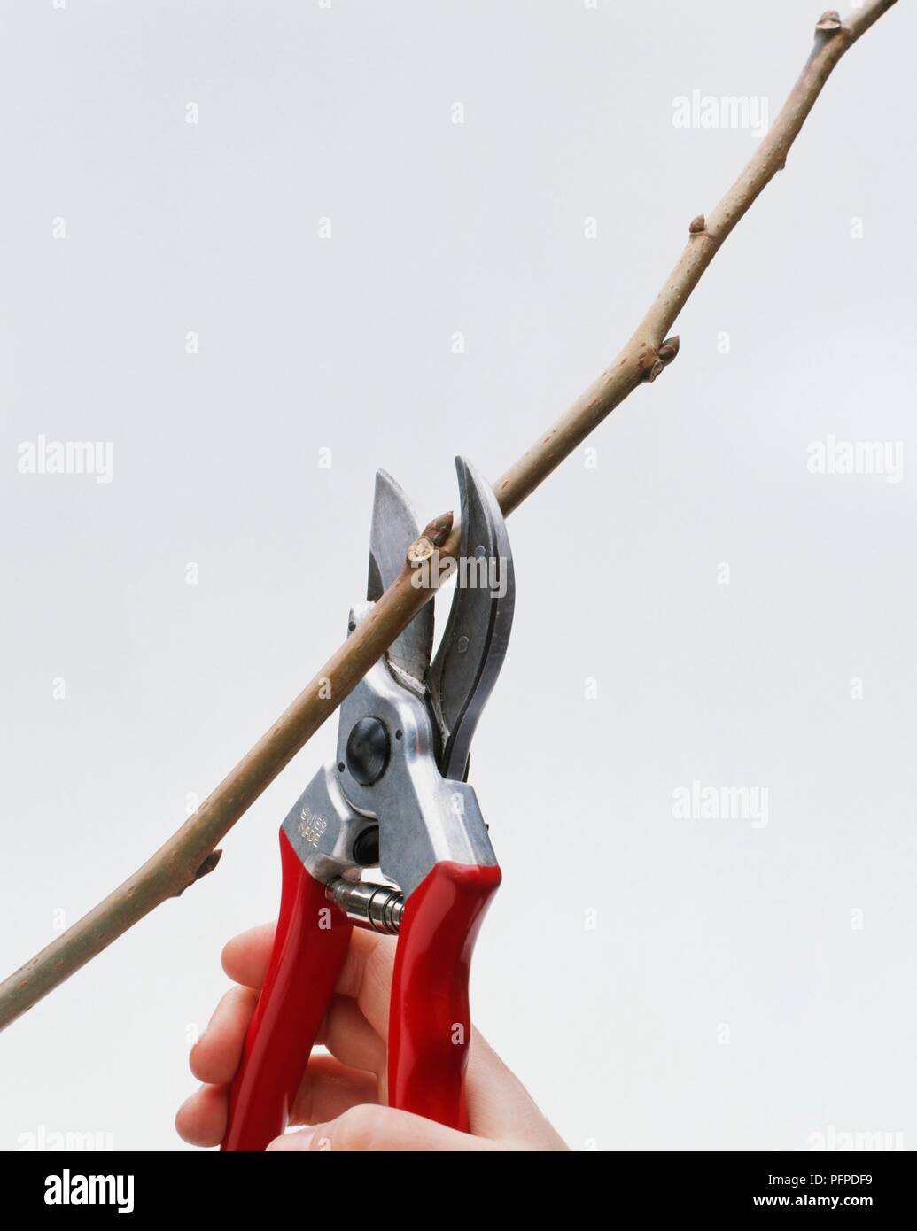 Cutting back stem using secateurs to make angled cut just above bud ...