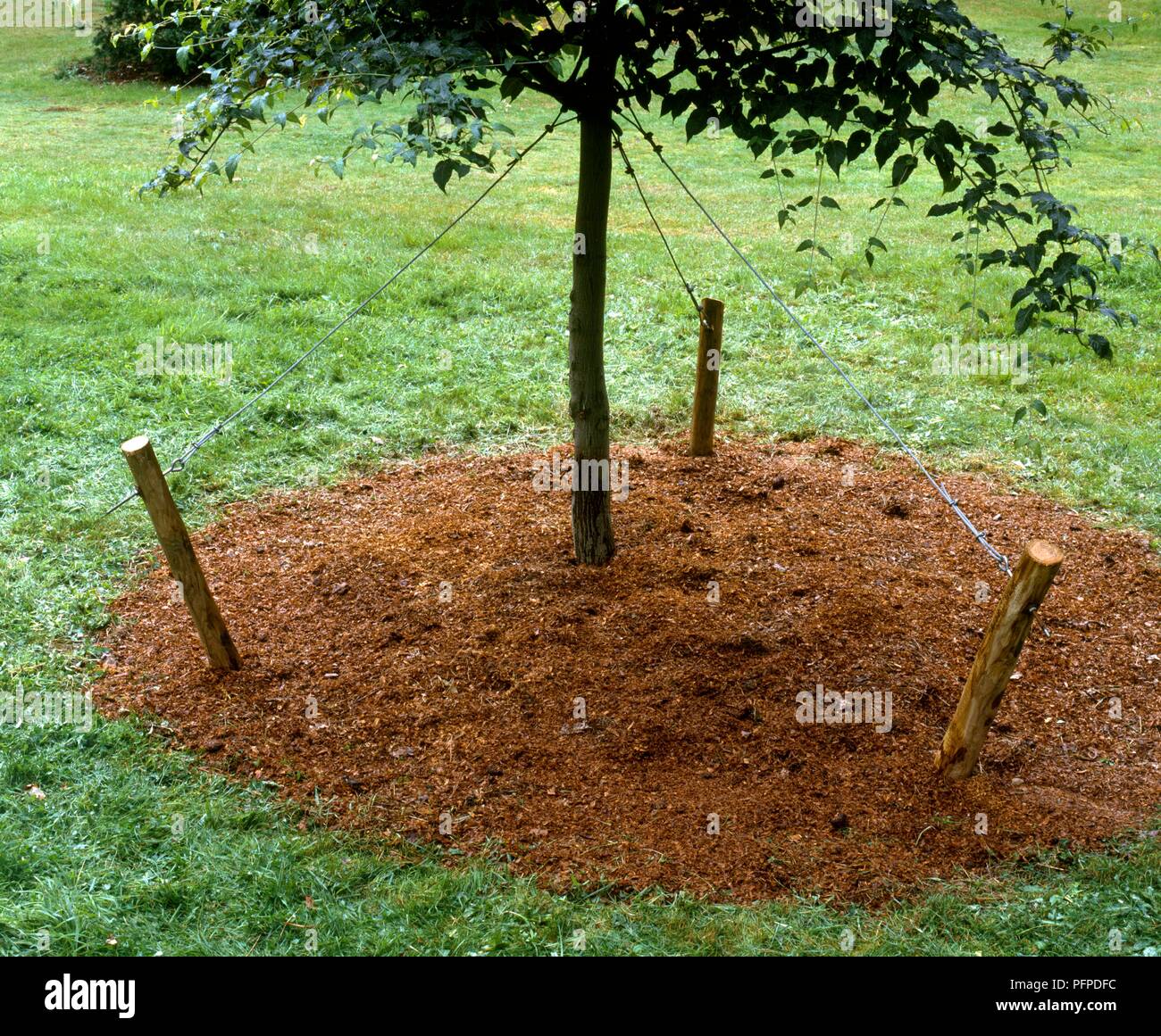 Tree stake 45 degrees hi-res stock photography and images - Alamy