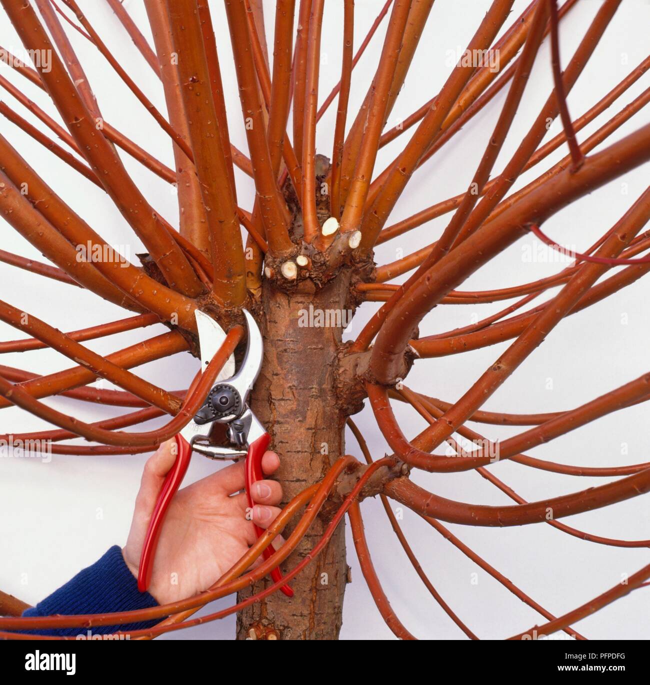 Using secatuers to prune established pollarded tree by cutting back ...