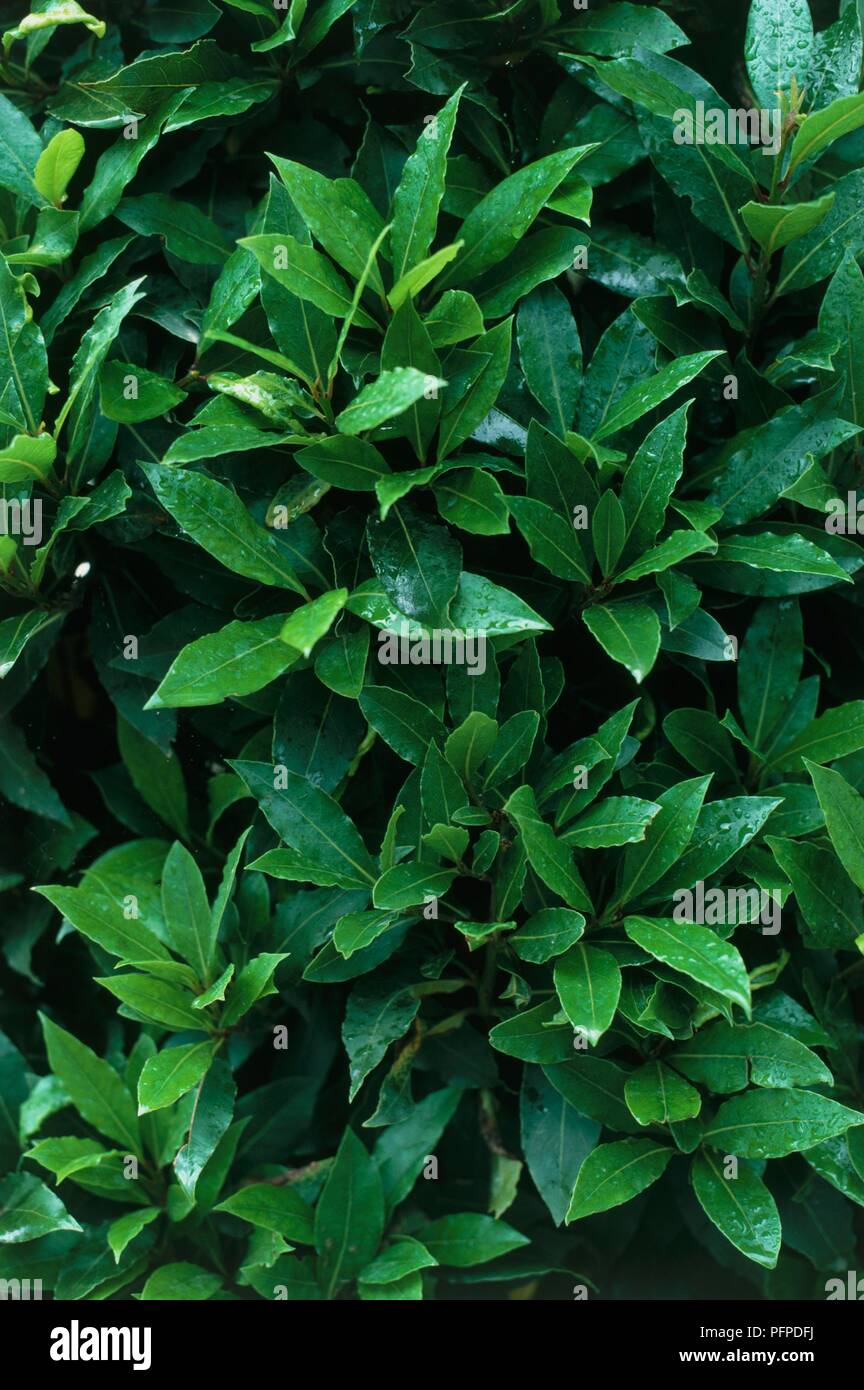 Laurus nobilis (Bay) showing abundance of green leaves Stock Photo - Alamy