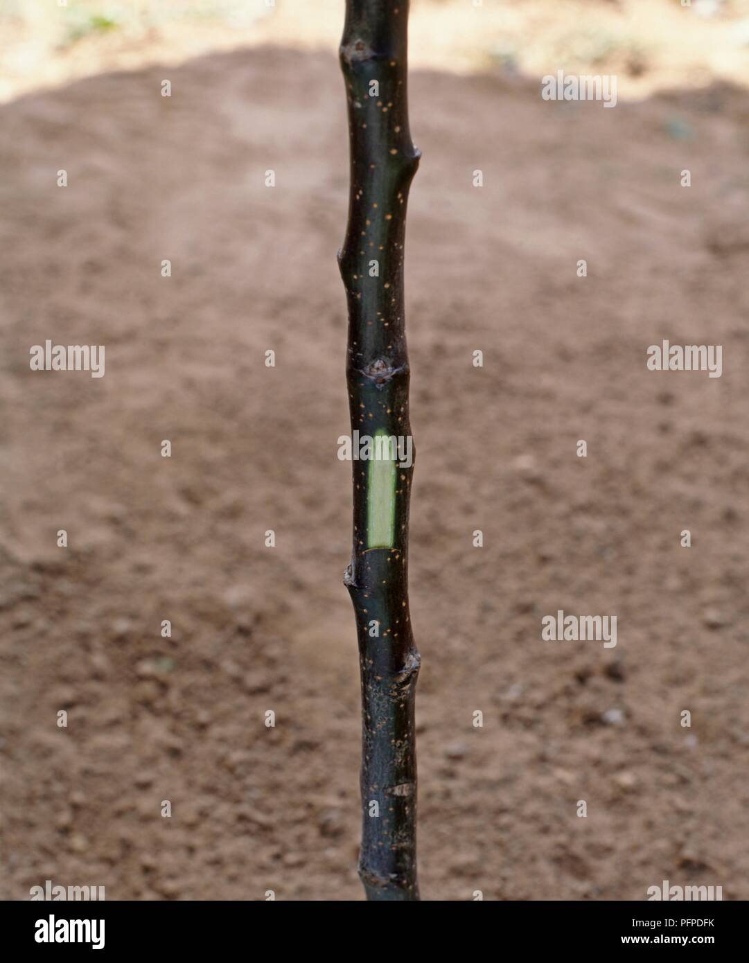 Chip budding hi-res stock photography and images - Alamy