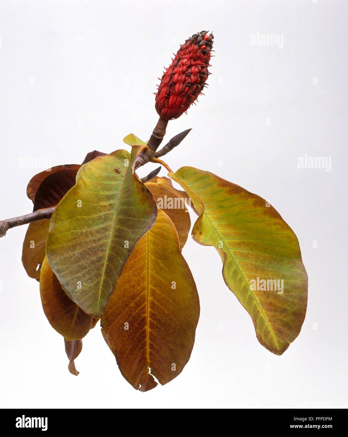 Red Magnolia bud on leafy stem showing fleshy seeds Stock Photo - Alamy