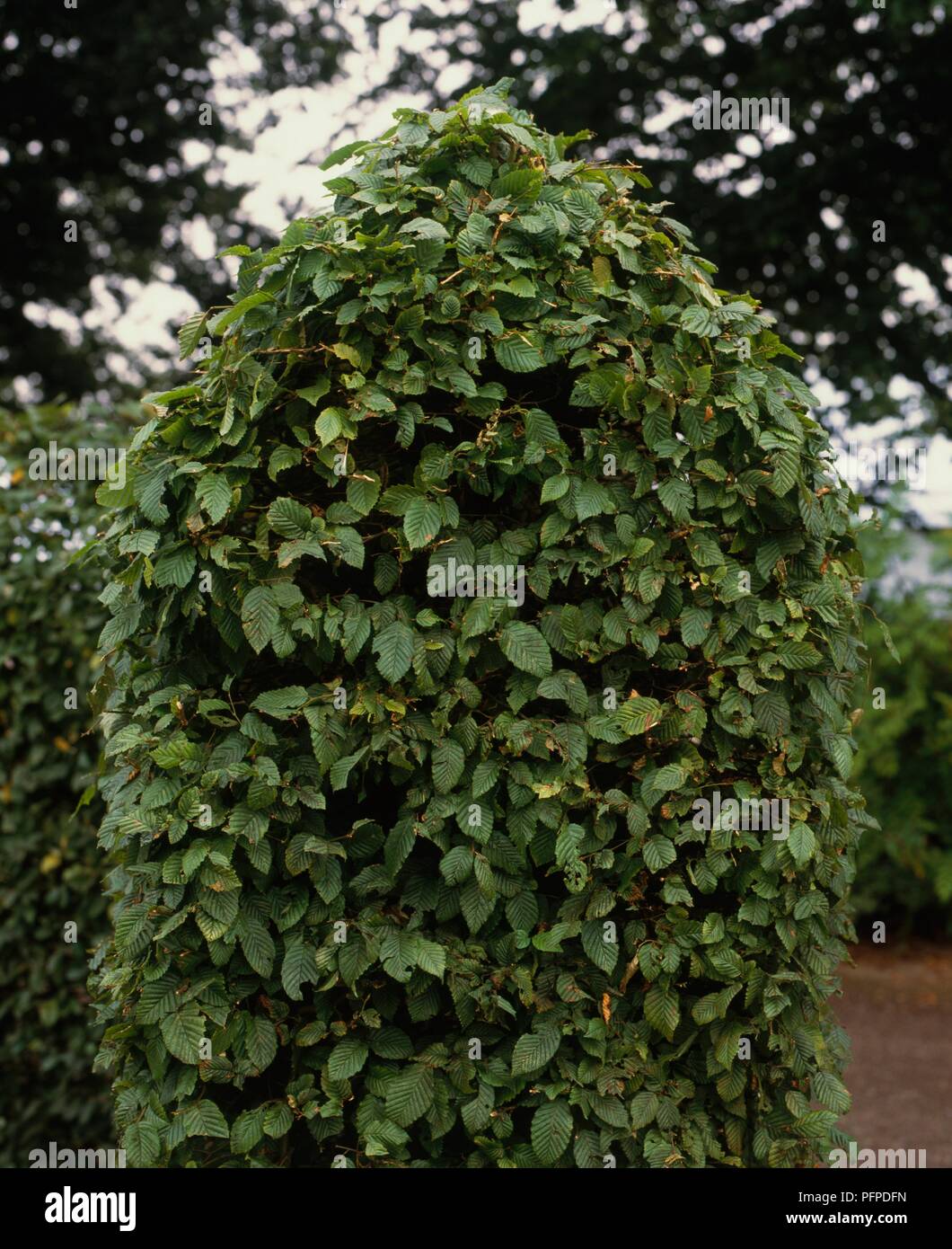 Shaped Carpinus betulus (Hornbeam) hedge Stock Photo - Alamy