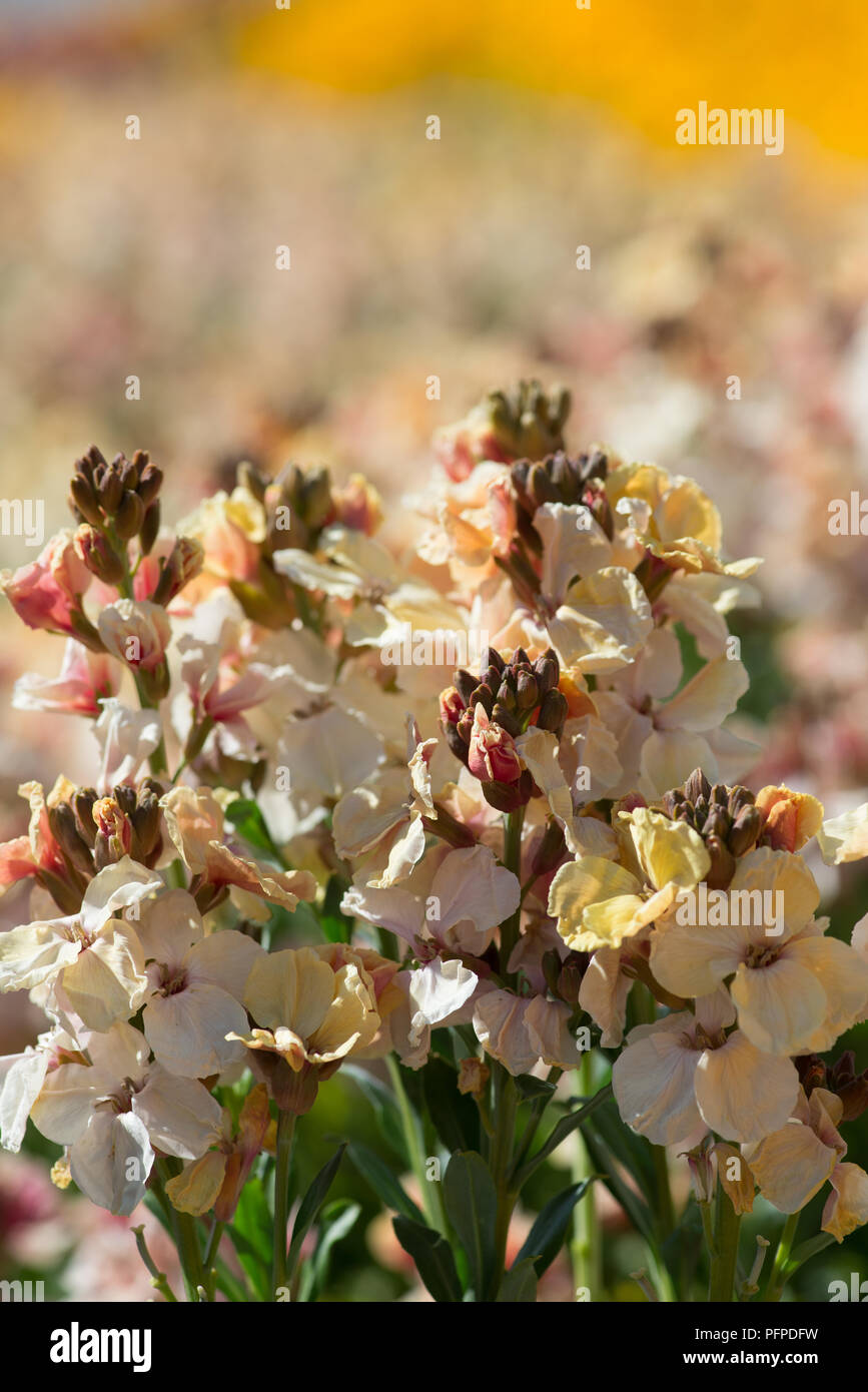 Cheiranthus Sunset Apricot Stock Photo - Alamy
