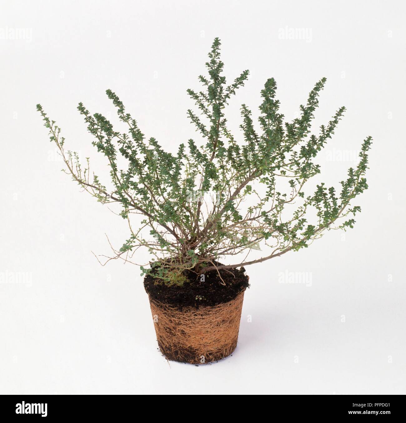 Prostanthera hi-res stock photography and images - Alamy