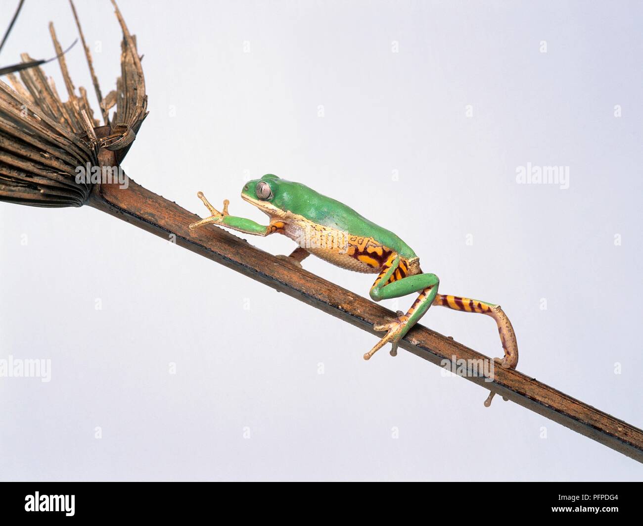 Orange-sided leaf frog (Phyllomedusa hypochondrialis) climbing up a ...