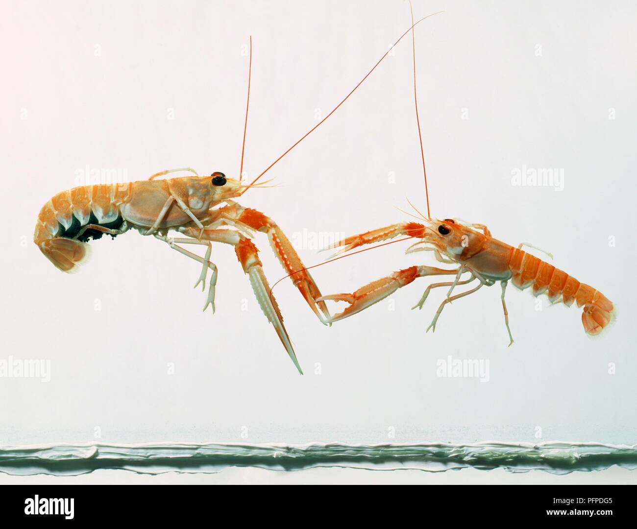 Two Norway lobsters (Nephrops norvegicus) facing each other Stock Photo ...