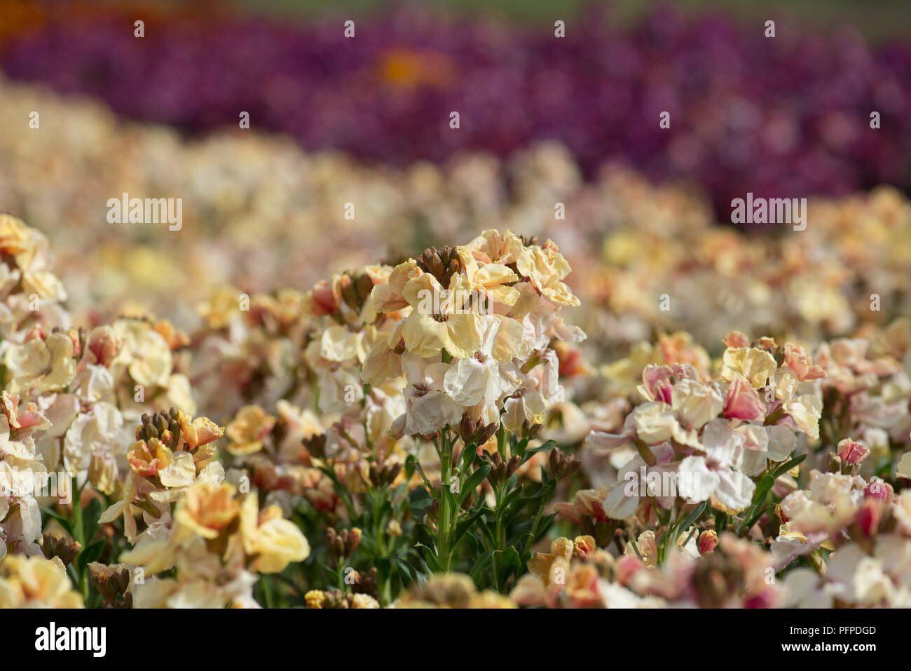 Apricot garden wall hi-res stock photography and images - Alamy