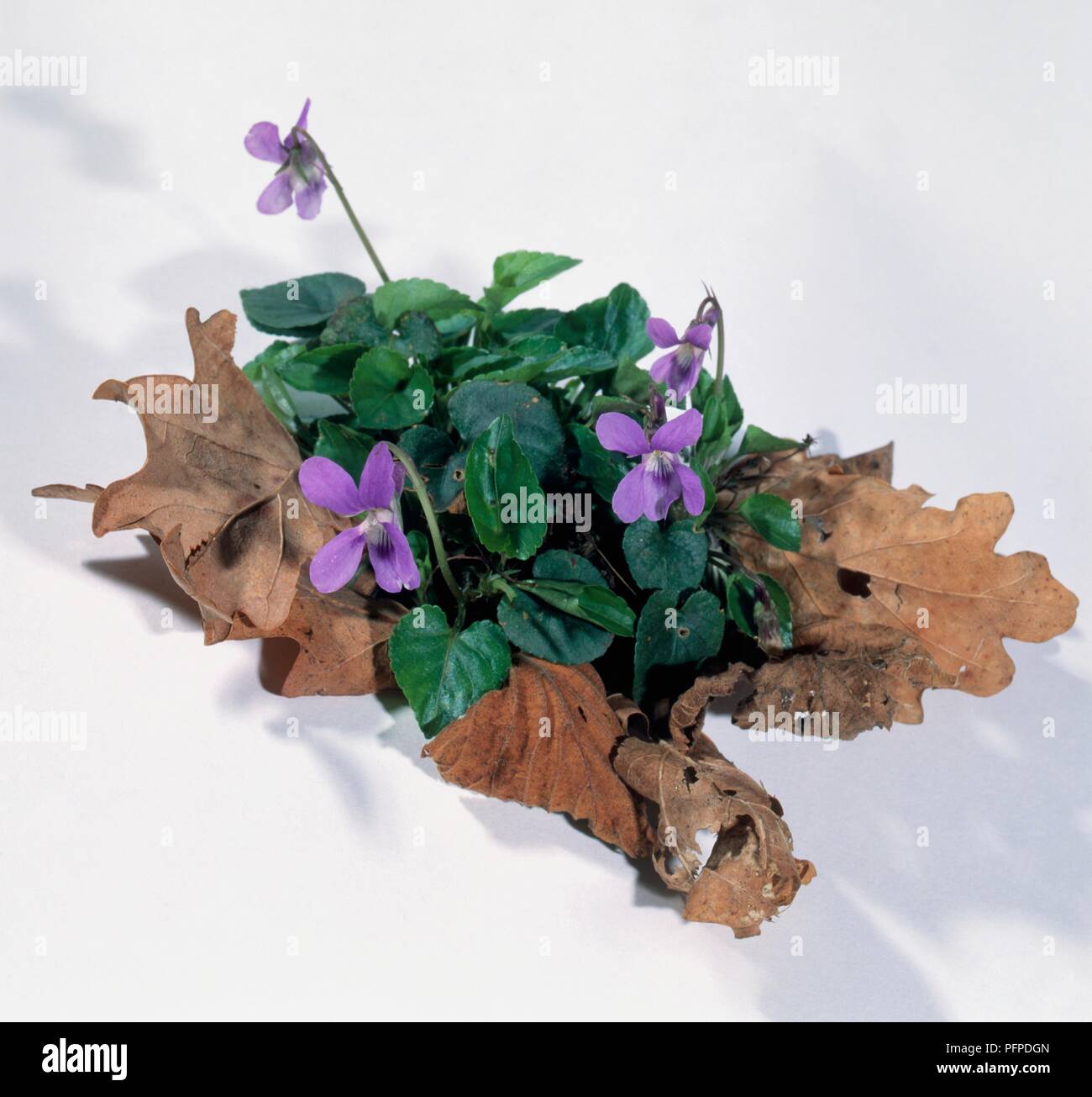 White viola odorata hi-res stock photography and images - Alamy
